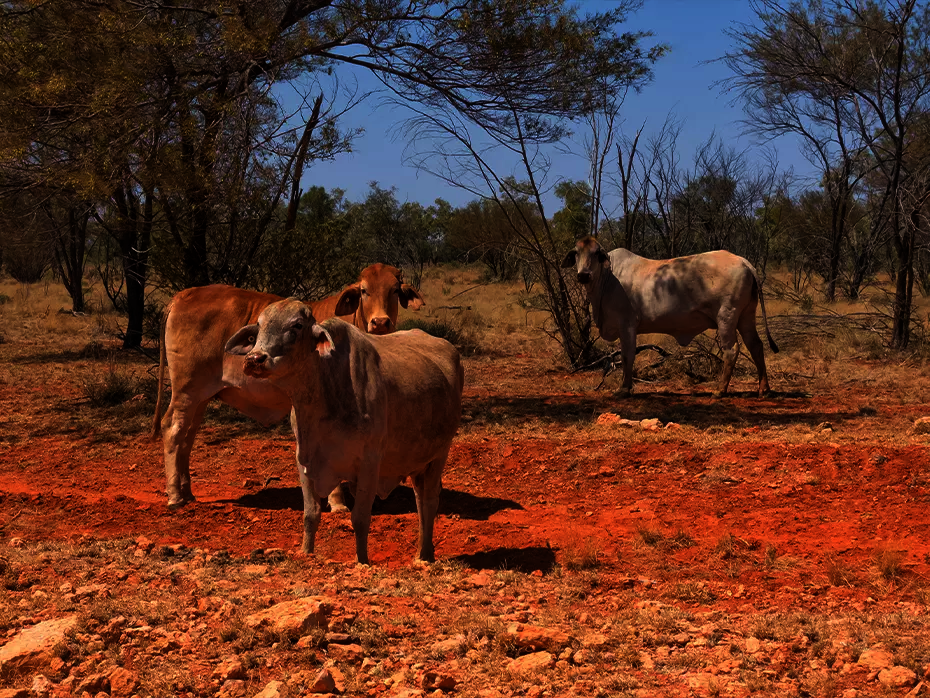 Animal Units | Bush Agribusiness