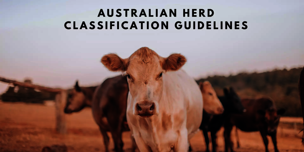 Australian Herd Classification Guidelines