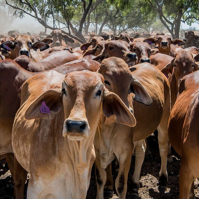 Australian Beef Report | Bush Agribusiness