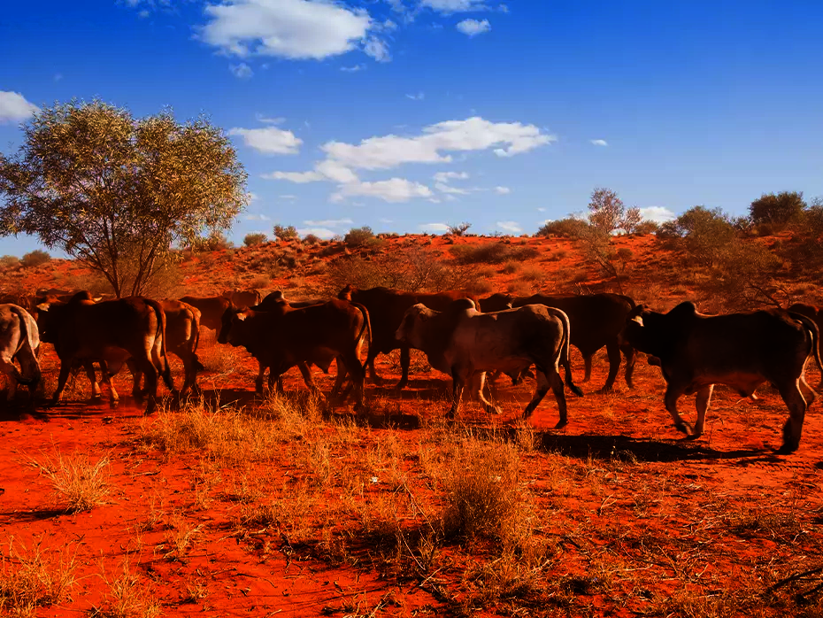 Animal Units | Bush Agribusiness