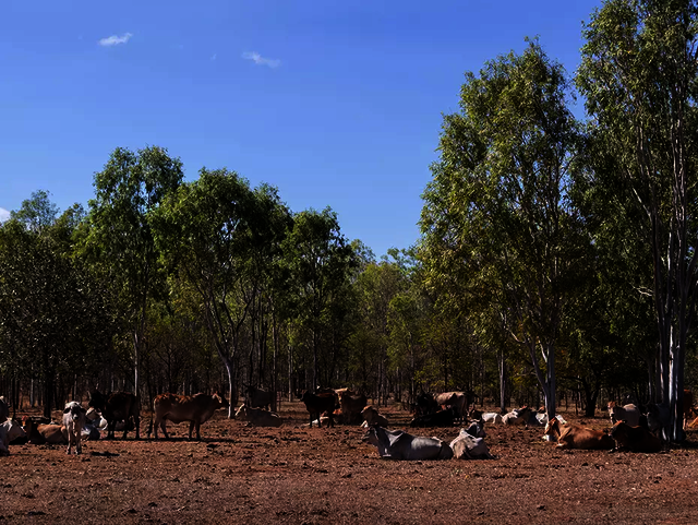 Animal Units | Bush Agribusiness