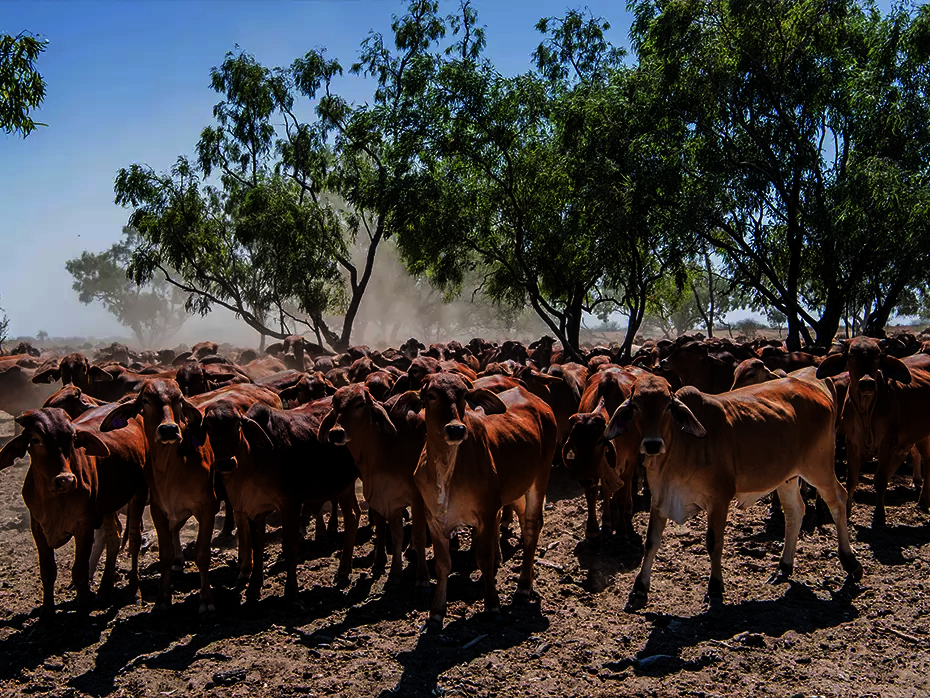 Animal Units | Bush Agribusiness