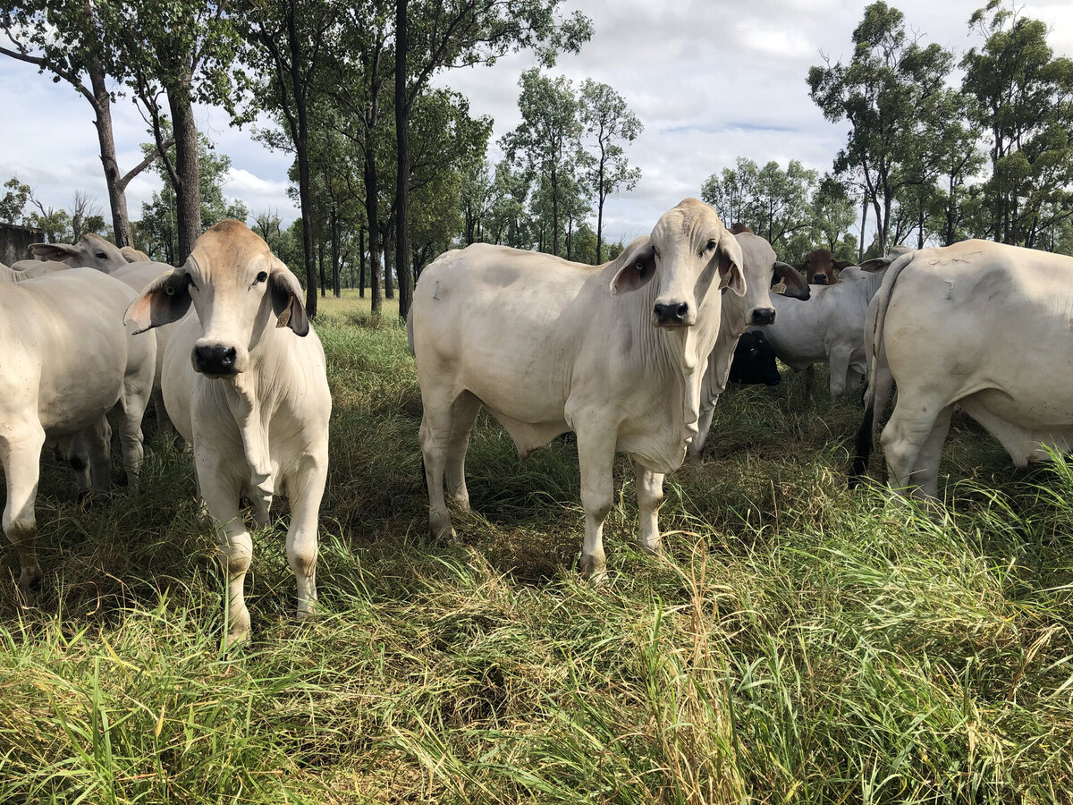 Animal Units Methodology